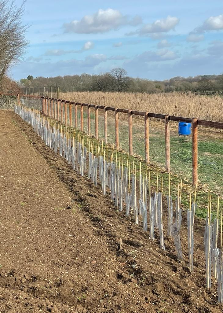 Arbor Landscapes - Services